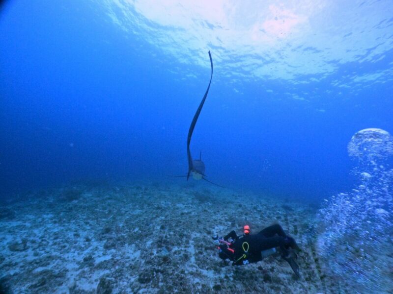 長尾鯊的第一眼 菲律賓宿霧媽媽島 - 女子的海Ms.Ocean