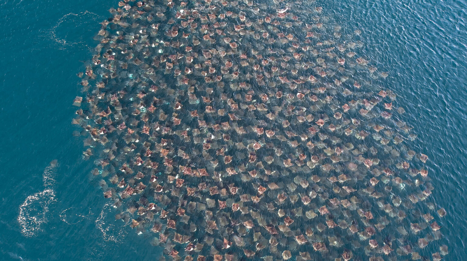 2026 墨西哥下加利福尼亞｜Mobula遷徙與鯨魚探索之旅 - 女子的海Ms.Ocean